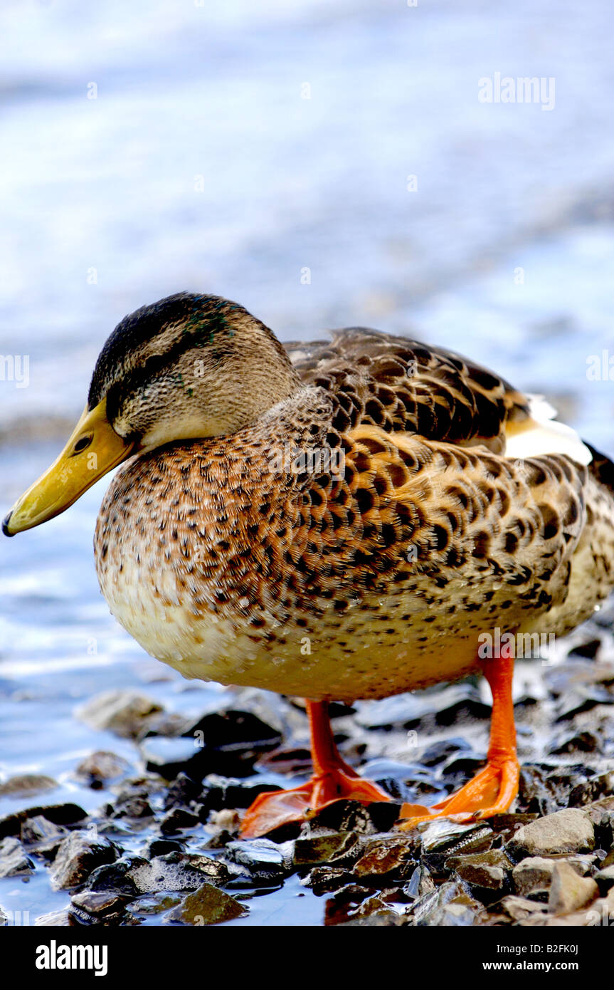 duck on shore Stock Photo - Alamy