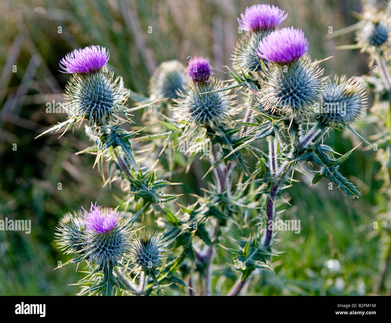 Scottish Thistle Scottish Thistle