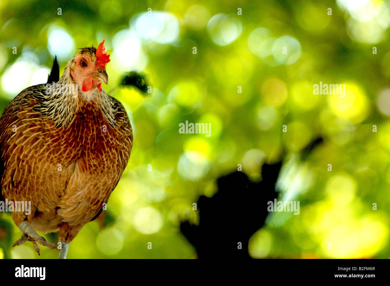 Roosting poultry hi-res stock photography and images - Alamy