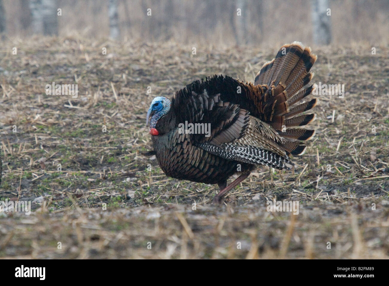 Jake Eastern Wild Turkey In High Resolution Stock Photography and ...