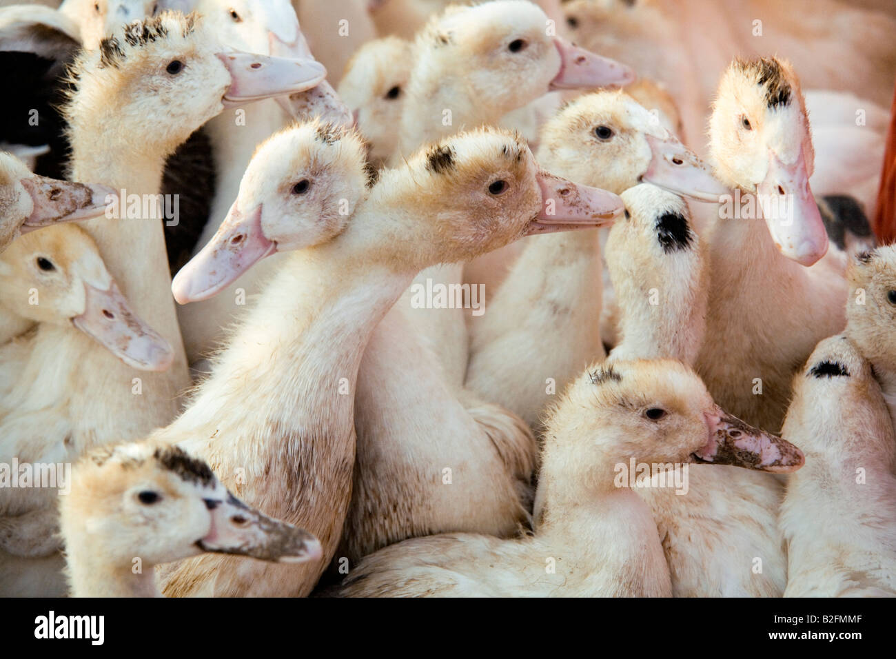 Animal crowd hi-res stock photography and images - Alamy