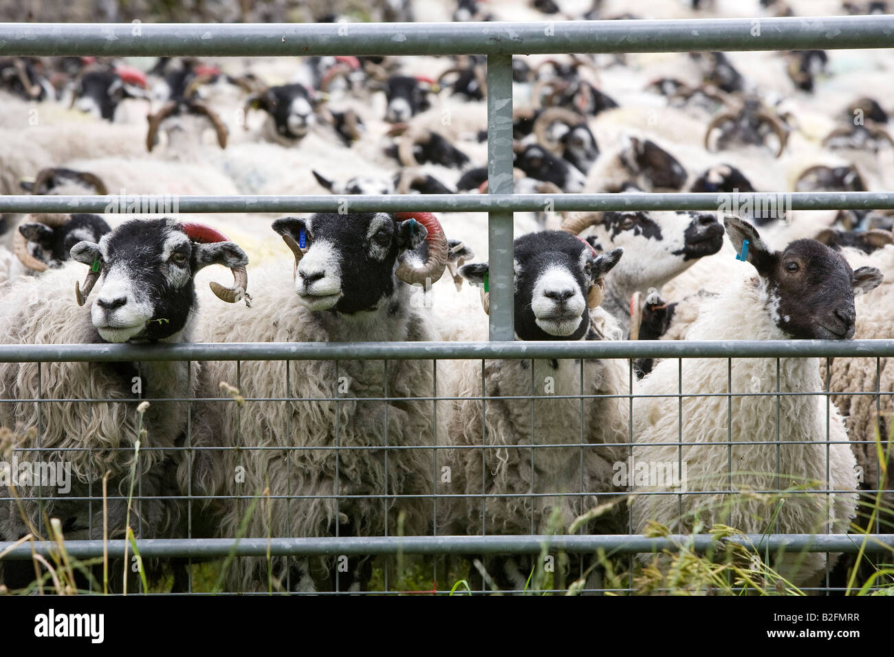Flock of Sheep Hubberholme Upper Wharfedale Yorkshire Dales National ...