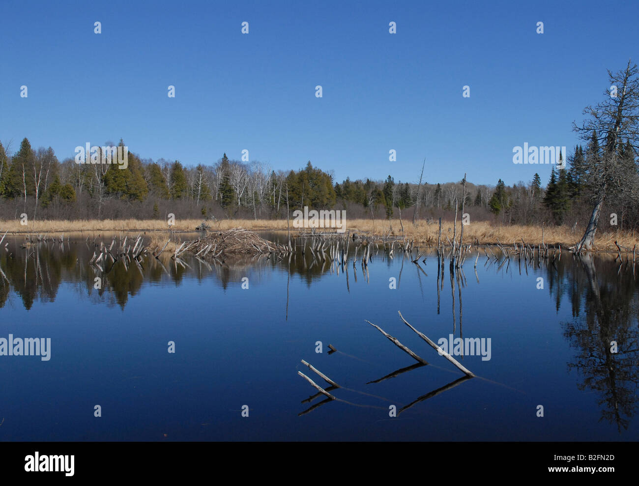 Beaver Pond in early spring on Jonvick Creek crossing along the ...