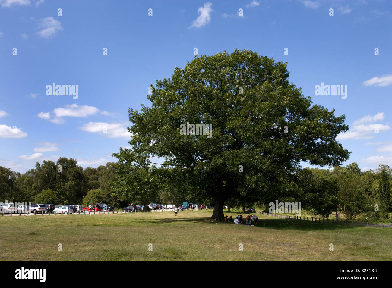 Royal oak tree hi-res stock photography and images - Alamy
