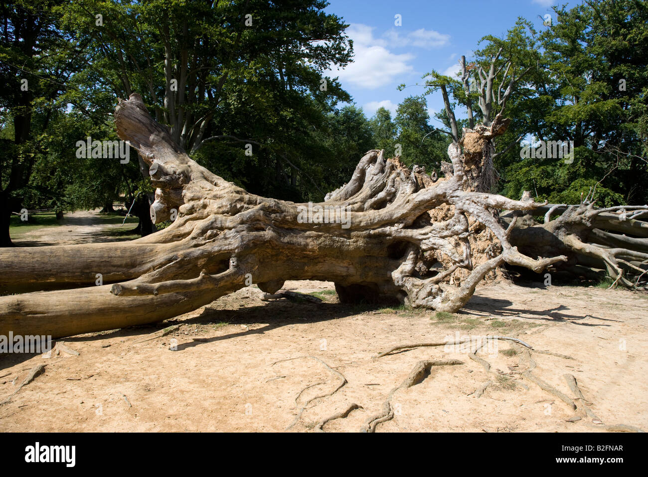 Area of epping forest hi-res stock photography and images - Alamy