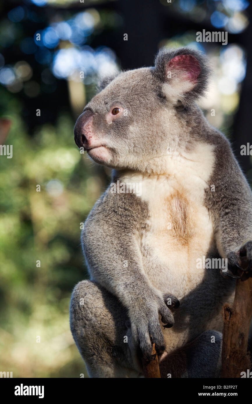 Northern Koala (Phascolarctos cinereus) - Brisbane, Queensland ...