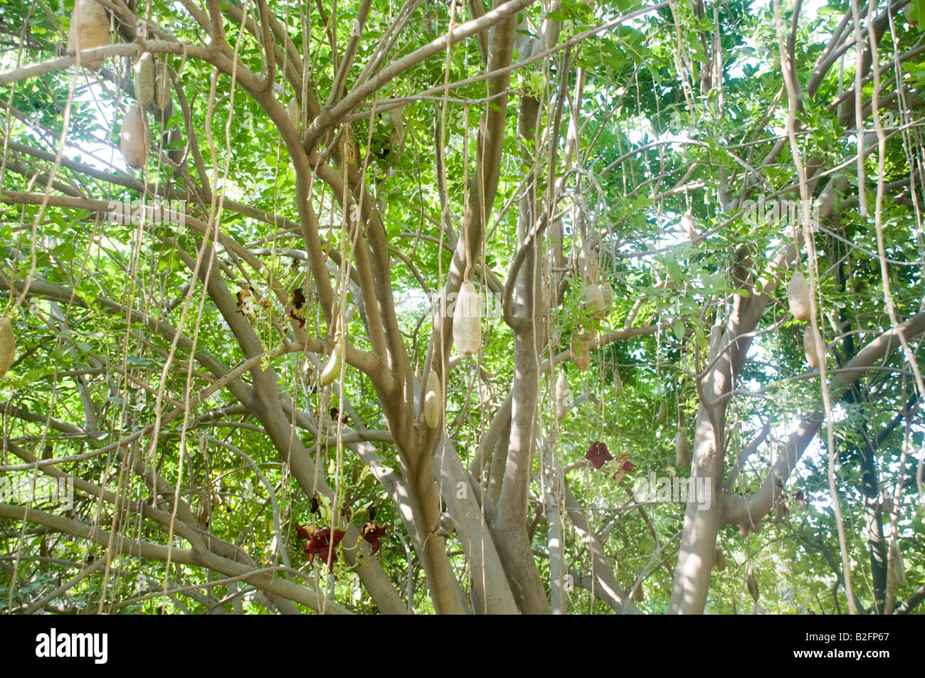 The sausage tree Kigelia pinnata Stock Photo - Alamy