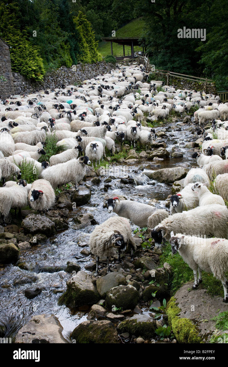 Flock of Sheep Hubberholme Upper Wharfedale Yorkshire Dales National ...