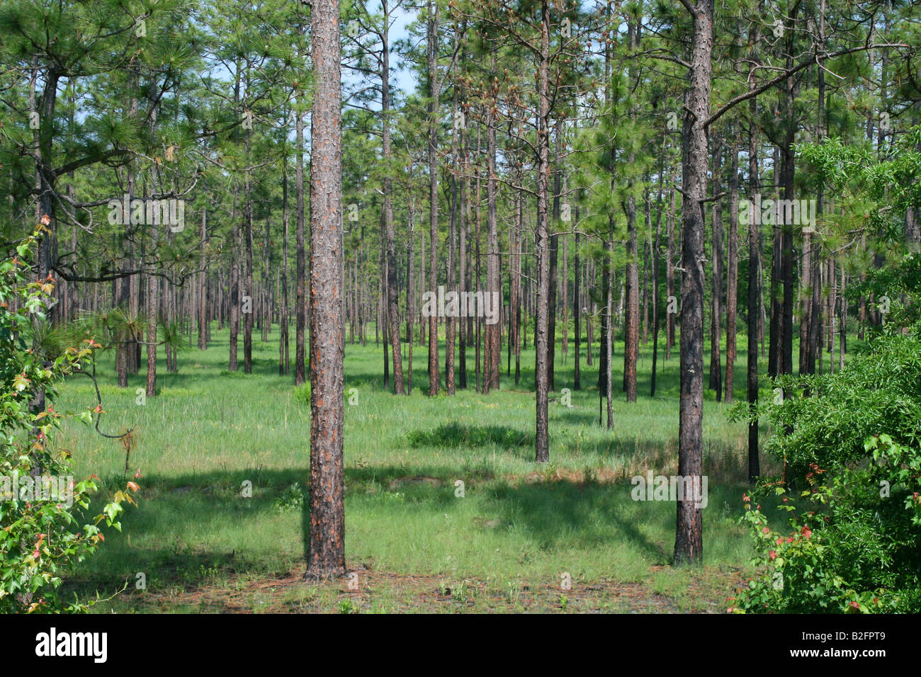 Longleaf Pine Pinus palustris Forest South Carolina USA Stock Photo - Alamy