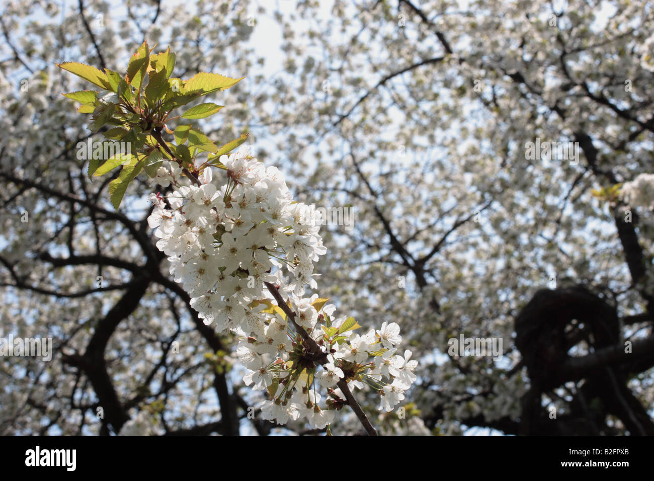 Mazzard prunus hi-res stock photography and images - Alamy