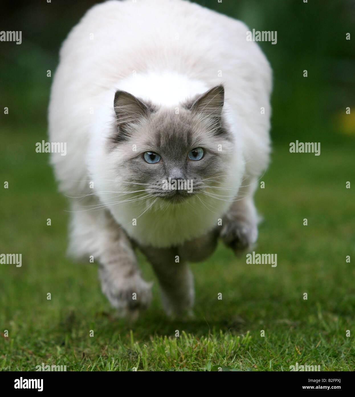 Ragdoll cat hi-res stock photography and images - Alamy