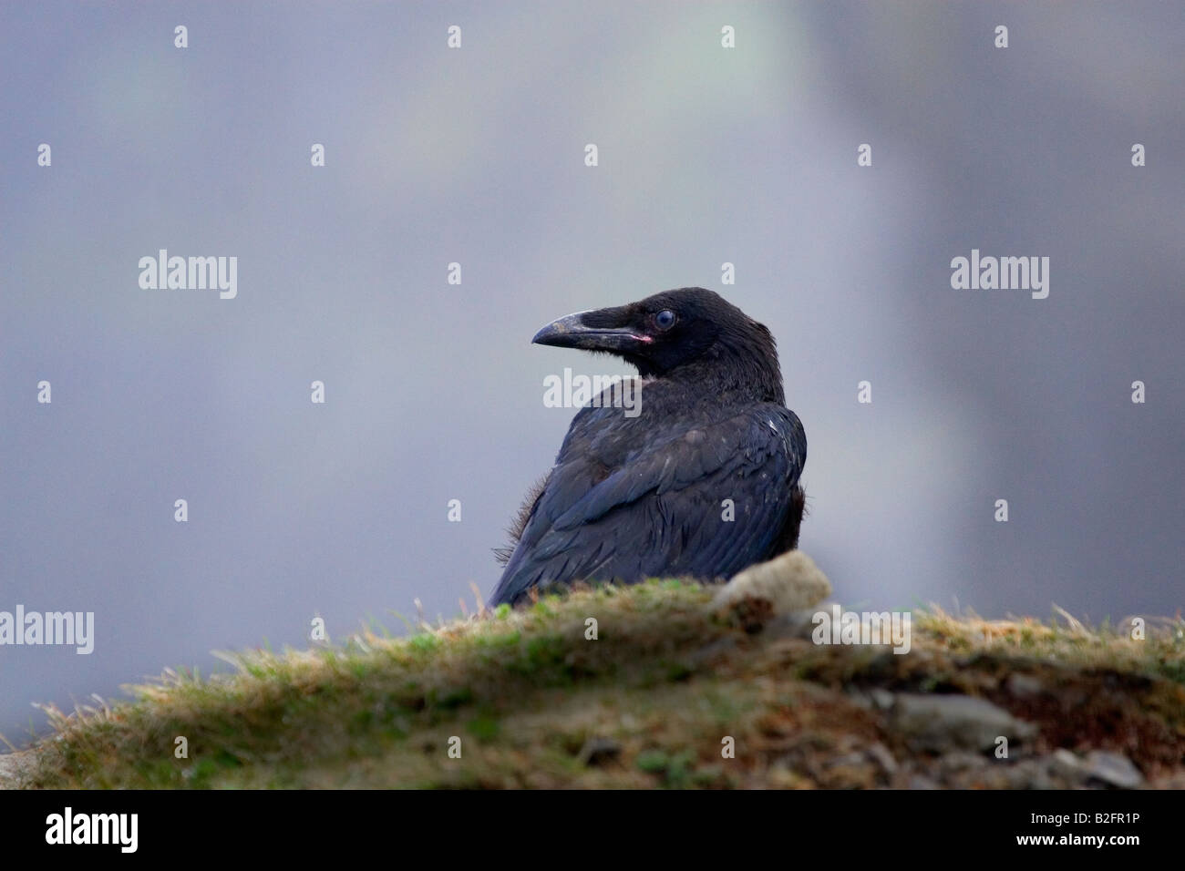 Raven goddess hi-res stock photography and images - Alamy
