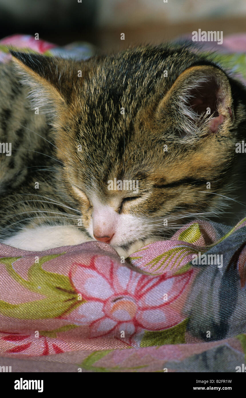 Fuzzy kittens hi-res stock photography and images - Alamy