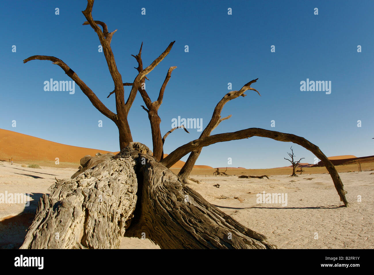 Dead trees panorama hi-res stock photography and images - Alamy