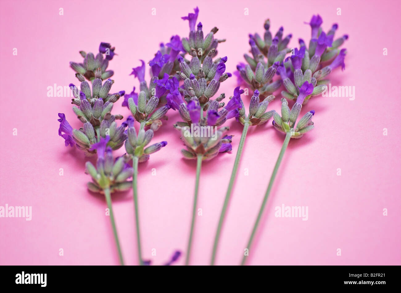 Sprigs of lavender close up Stock Photo - Alamy