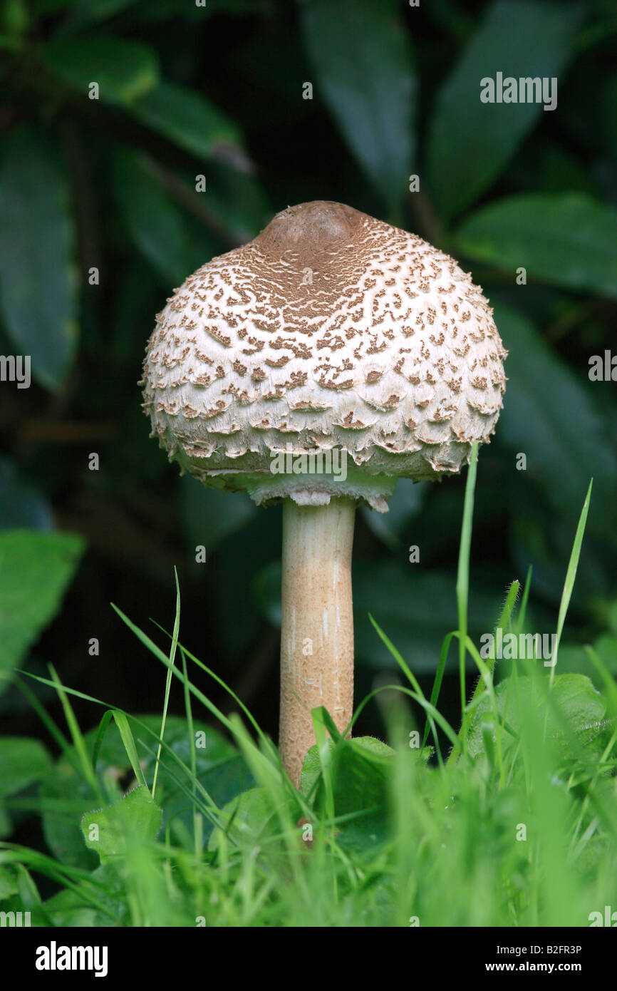 Spherical Fungus High Resolution Stock Photography and Images - Alamy