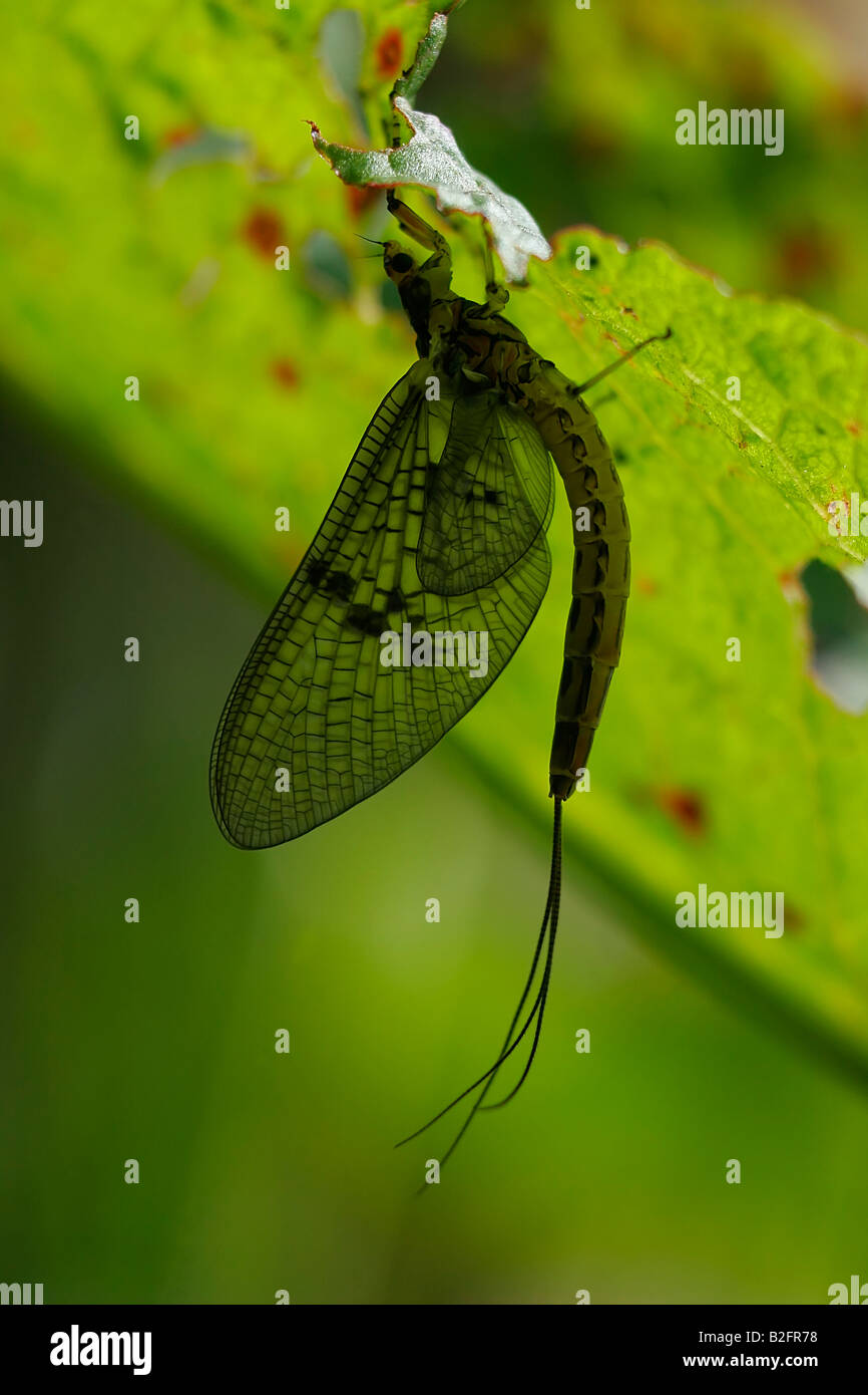 Mayflies aquatic insects hi-res stock photography and images - Alamy