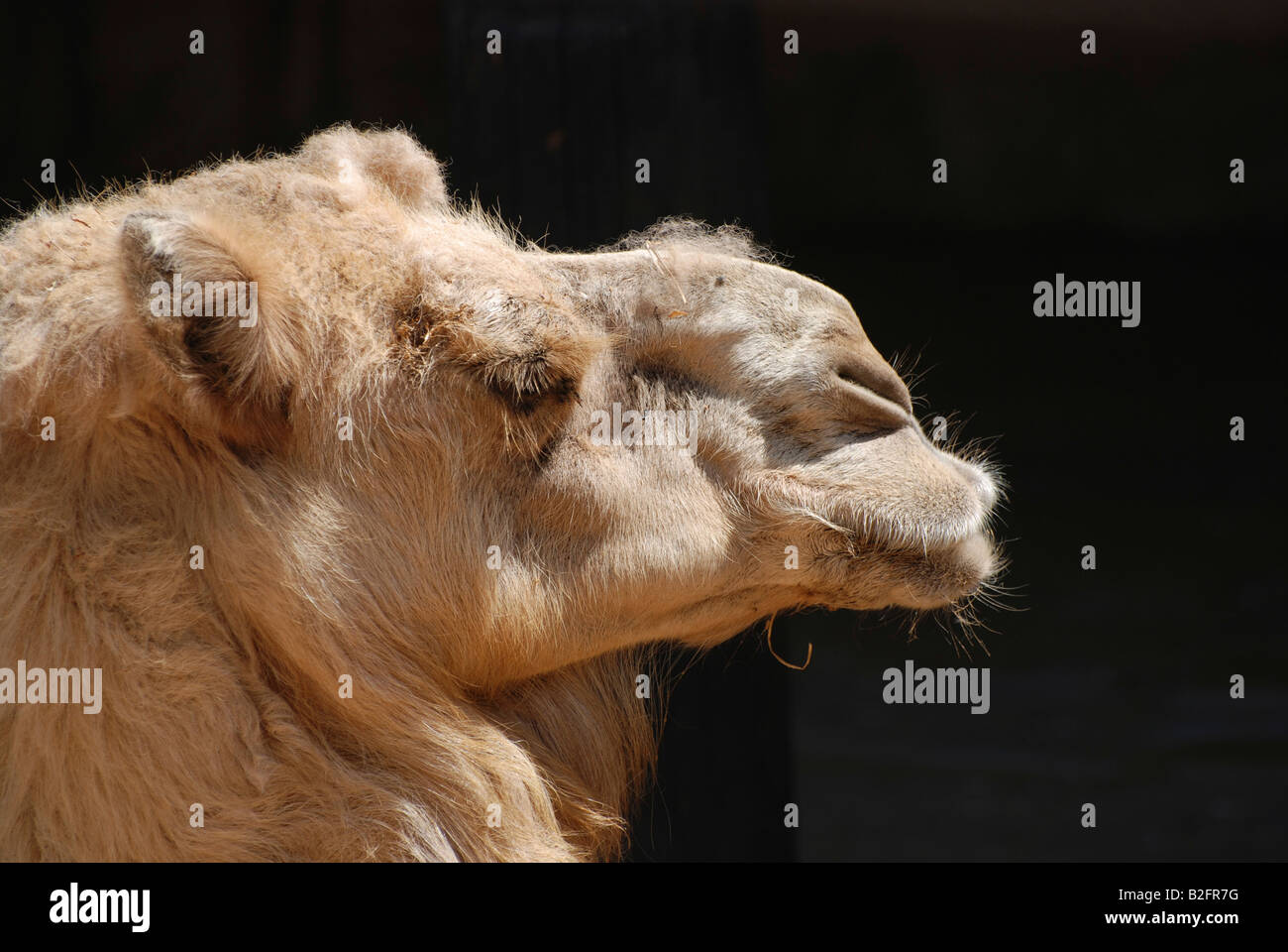 Camel profile face hi-res stock photography and images - Alamy