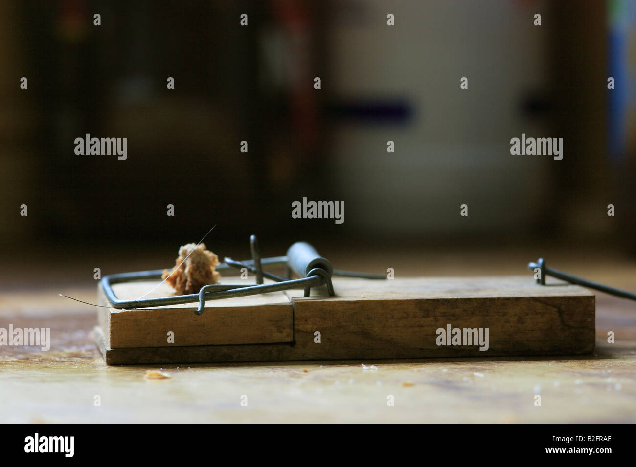 Mouse Trap. Sprung & Containing Mouse Whisker Stock Photo - Alamy