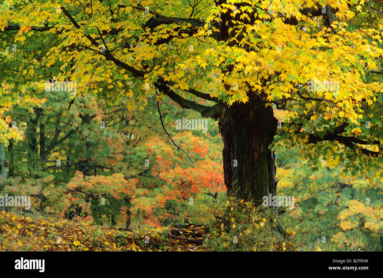 Maple tree in fall Stock Photo - Alamy