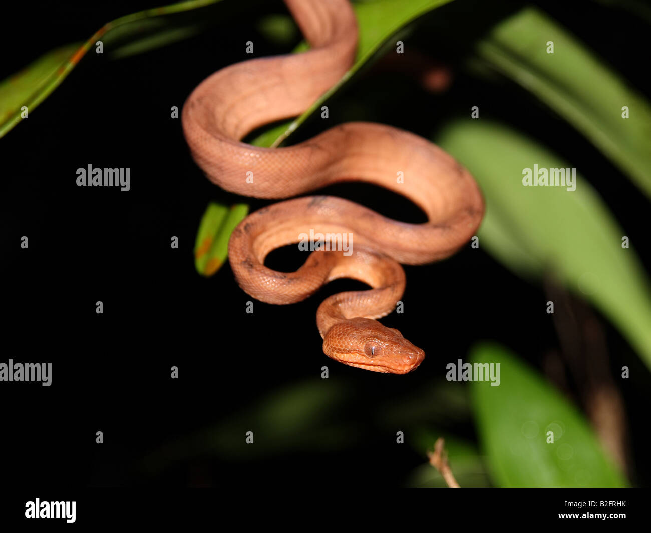 Corallus annulatus hi-res stock photography and images - Alamy