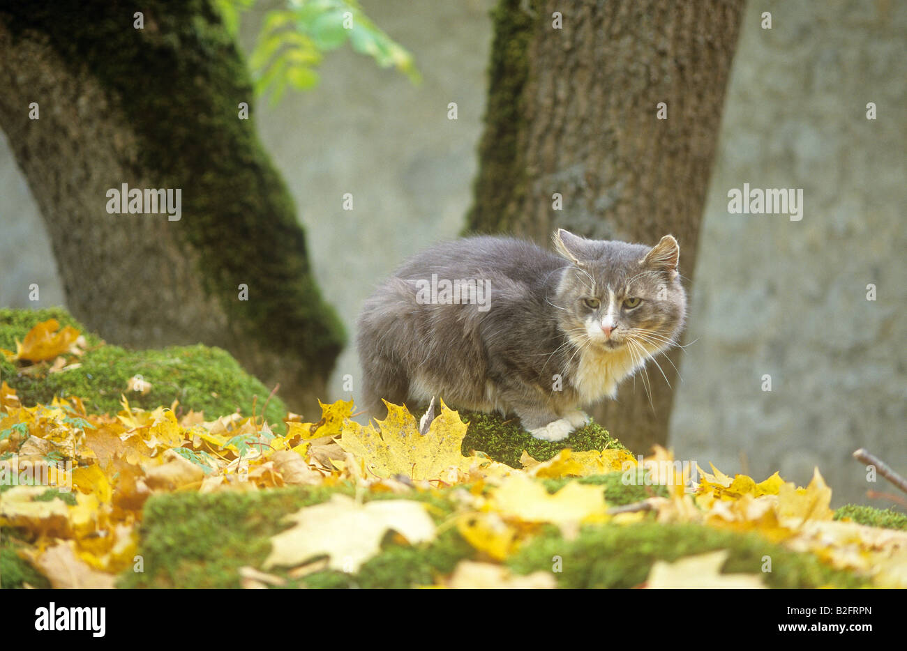 domestic cat- standing on moss Stock Photo - Alamy