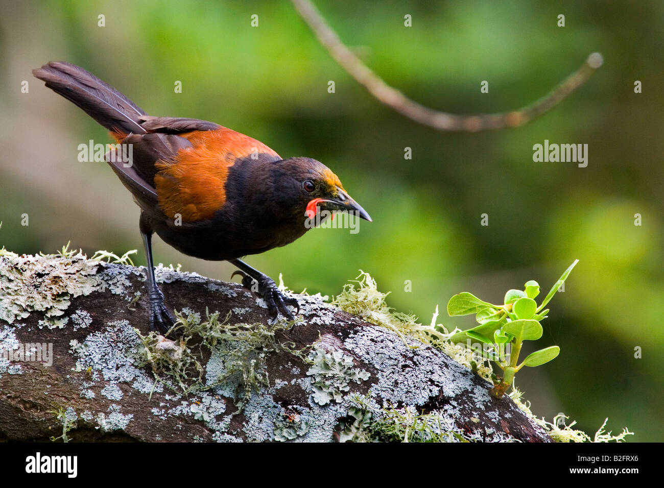 Tiritir hi-res stock photography and images - Alamy