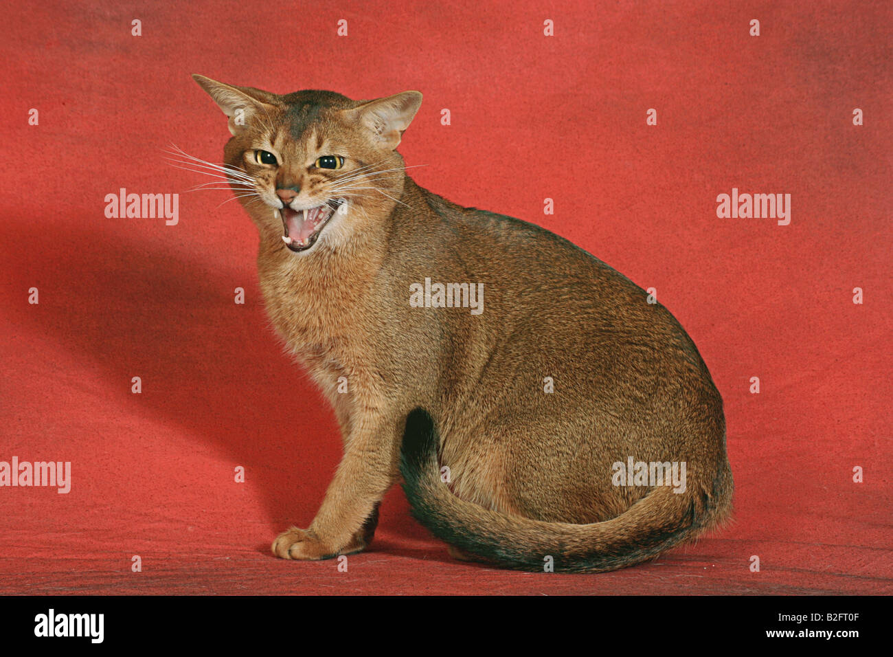Abyssinian cat - sitting Stock Photo - Alamy