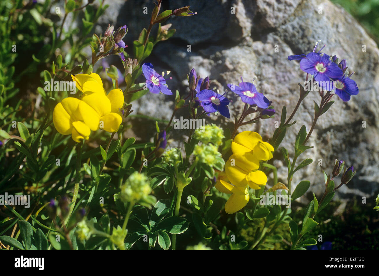Rock Speedwell Veronica Fruticans High Resolution Stock Photography and ...