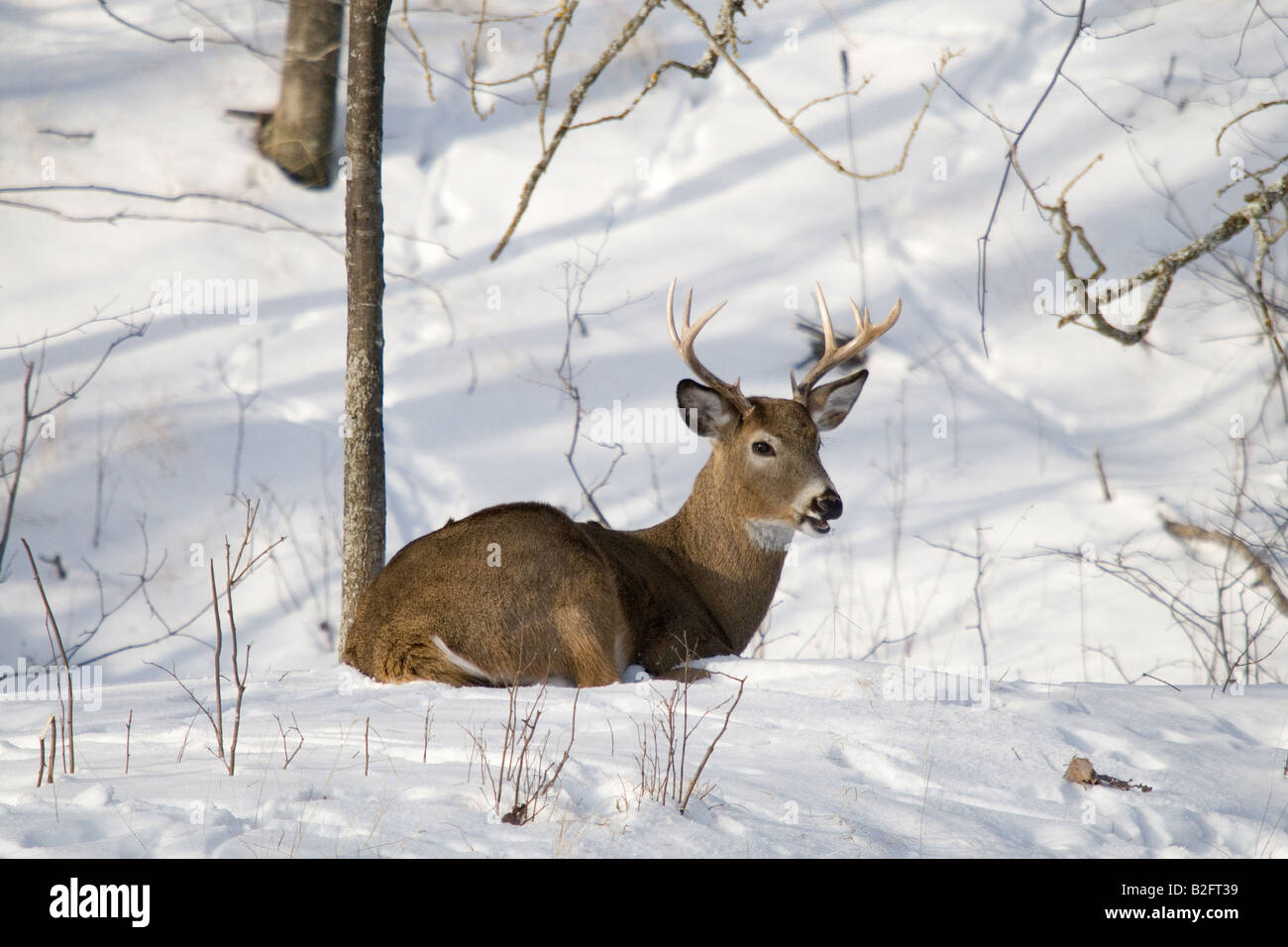 White tailed deer bedded in the snow Stock Photo - Alamy