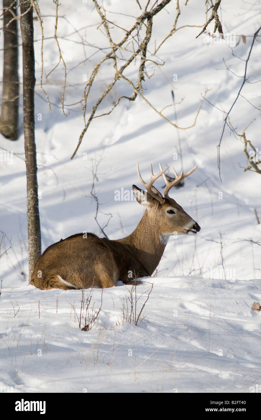 Bedded fawn hi-res stock photography and images - Alamy