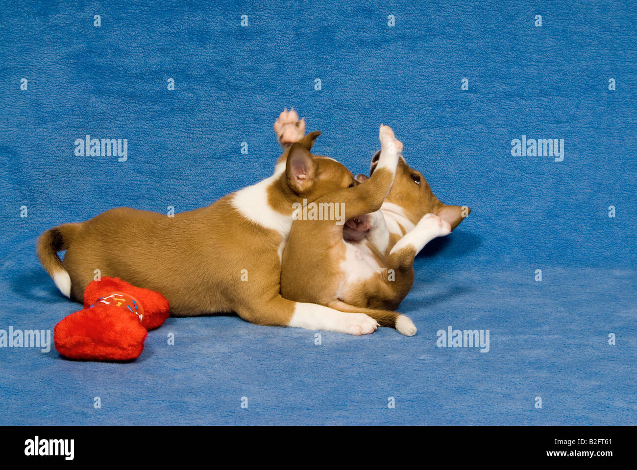 two basenji puppies - playing Stock Photo - Alamy