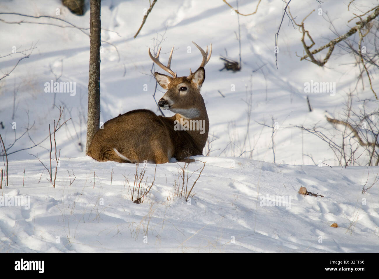 White tailed deer bedded in the snow Stock Photo - Alamy