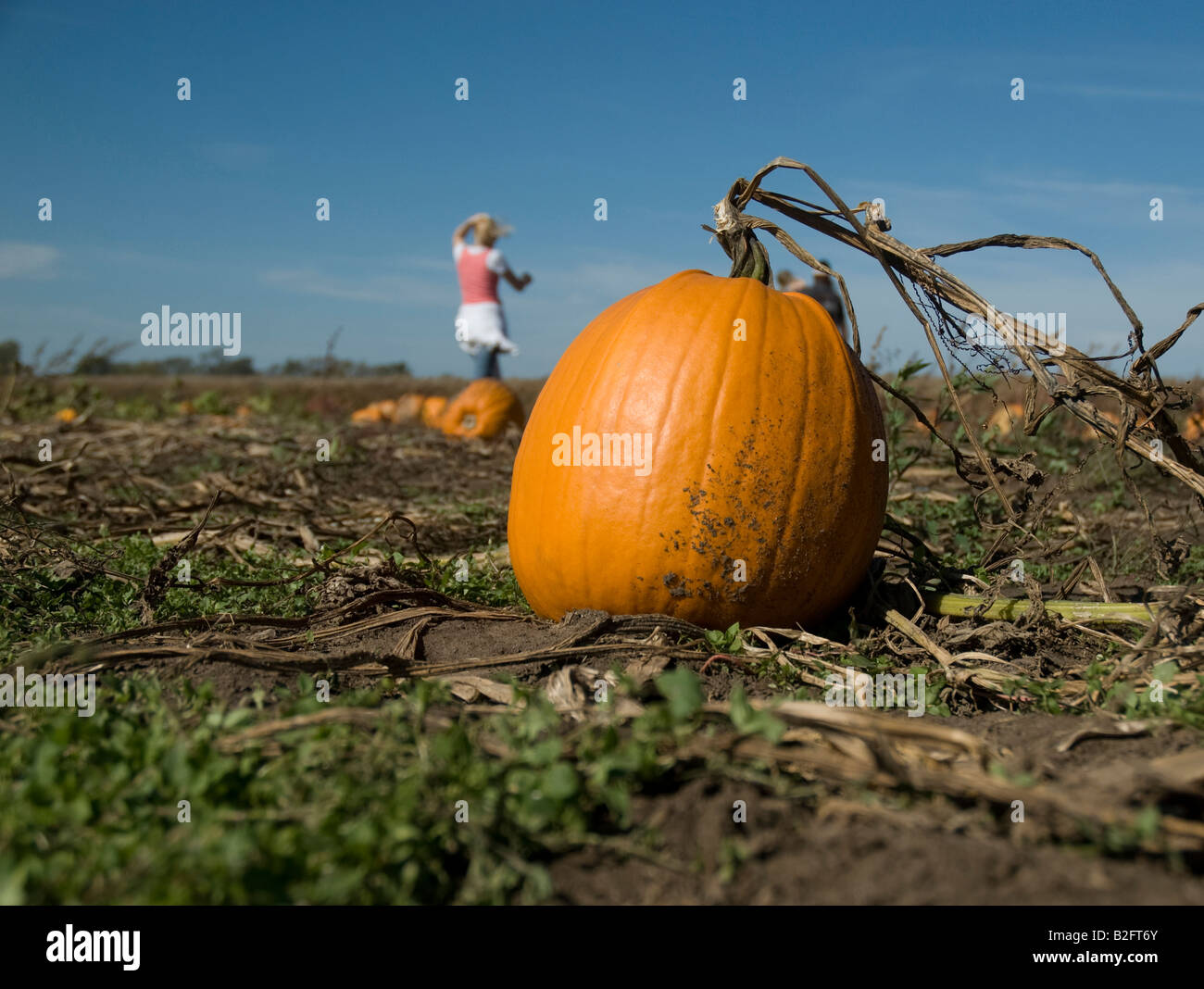 A pumpkin patch in Westville, Indiana Stock Photo - Alamy