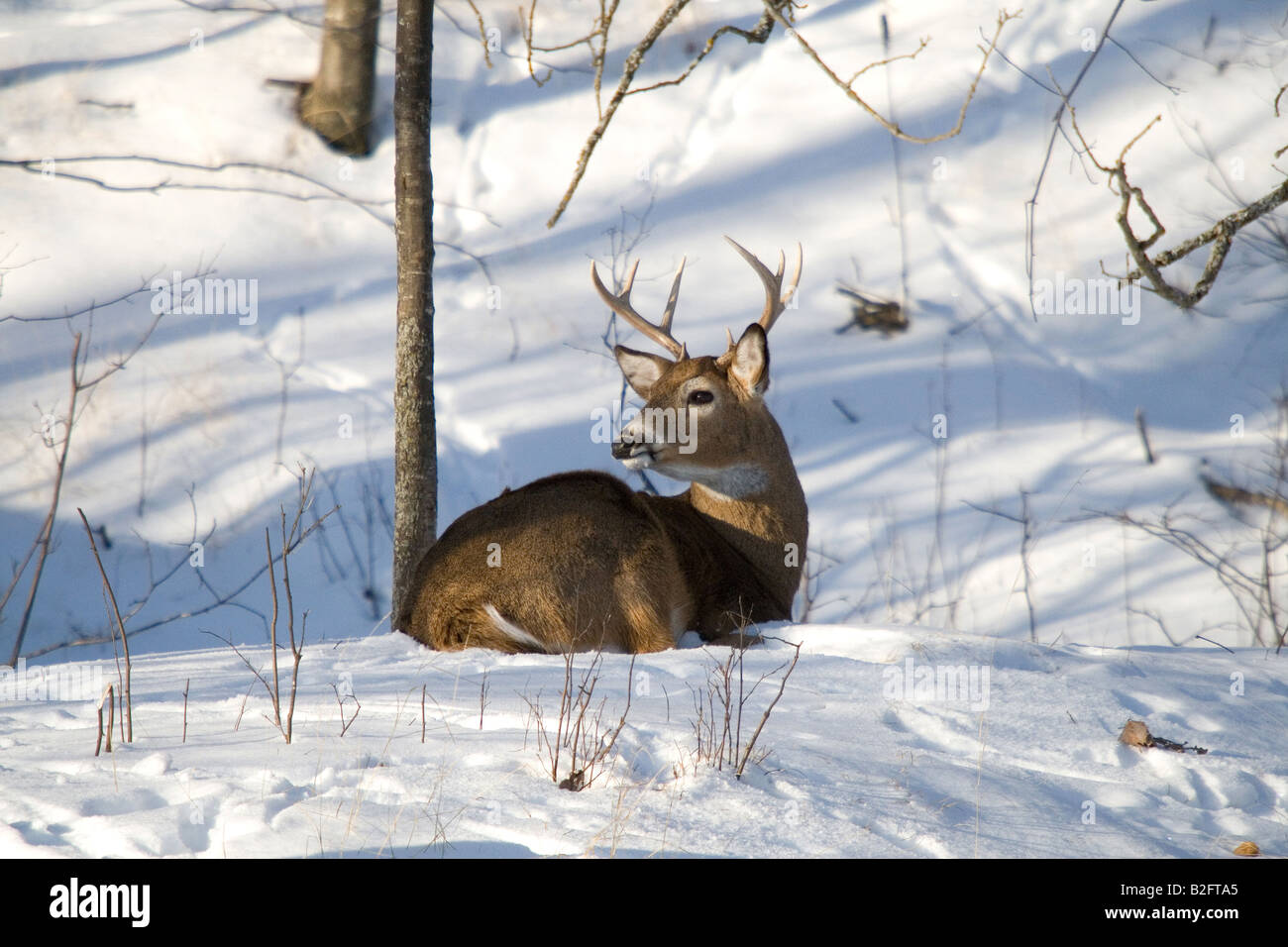 Bedded fawn hi-res stock photography and images - Alamy