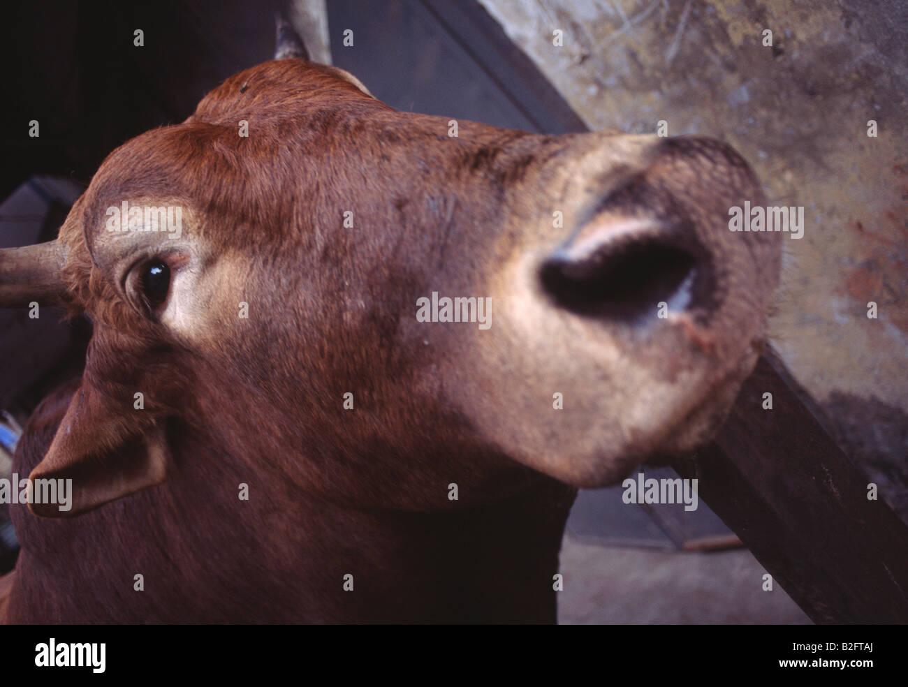 snotty nose cow, holy cow Stock Photo - Alamy