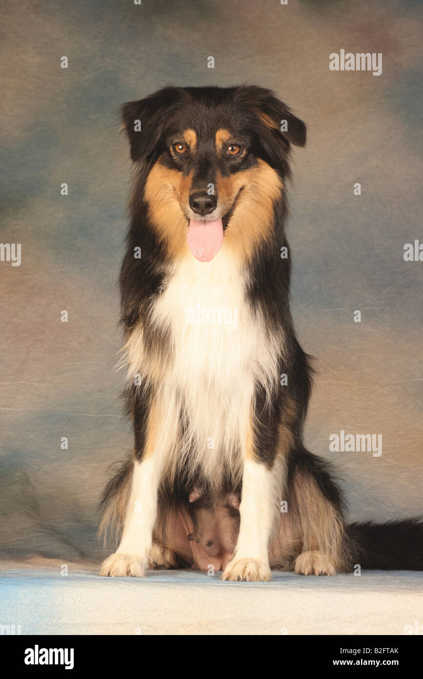 australian shepherd - sitting Stock Photo - Alamy