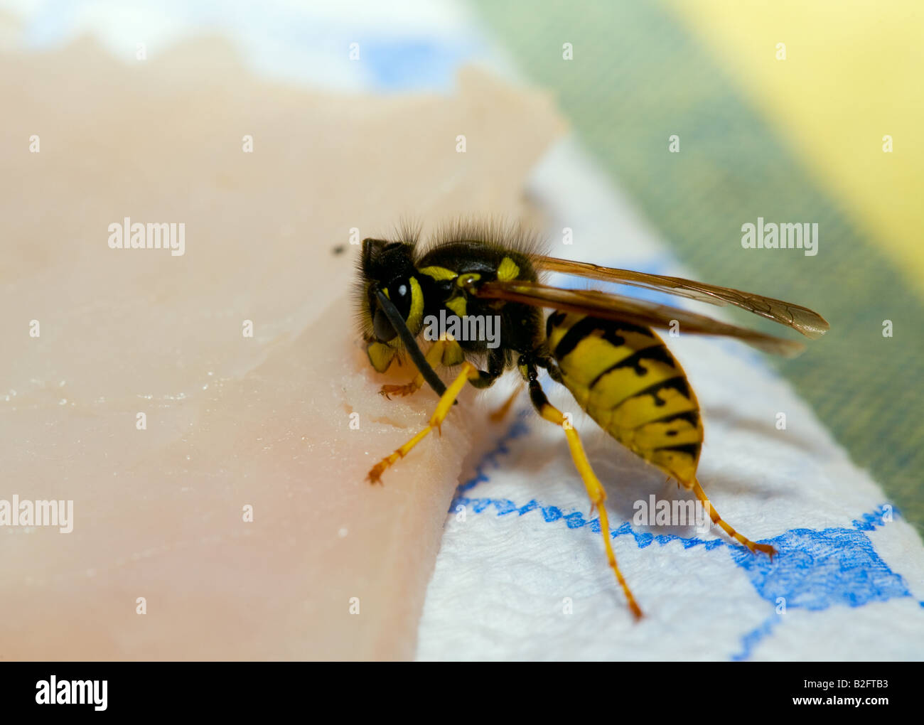 Hairy wasp hi-res stock photography and images - Alamy