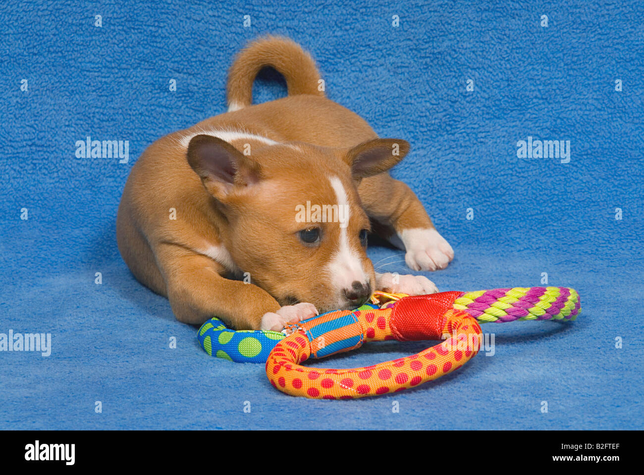 Puppy teething ring hi-res stock photography and images - Alamy