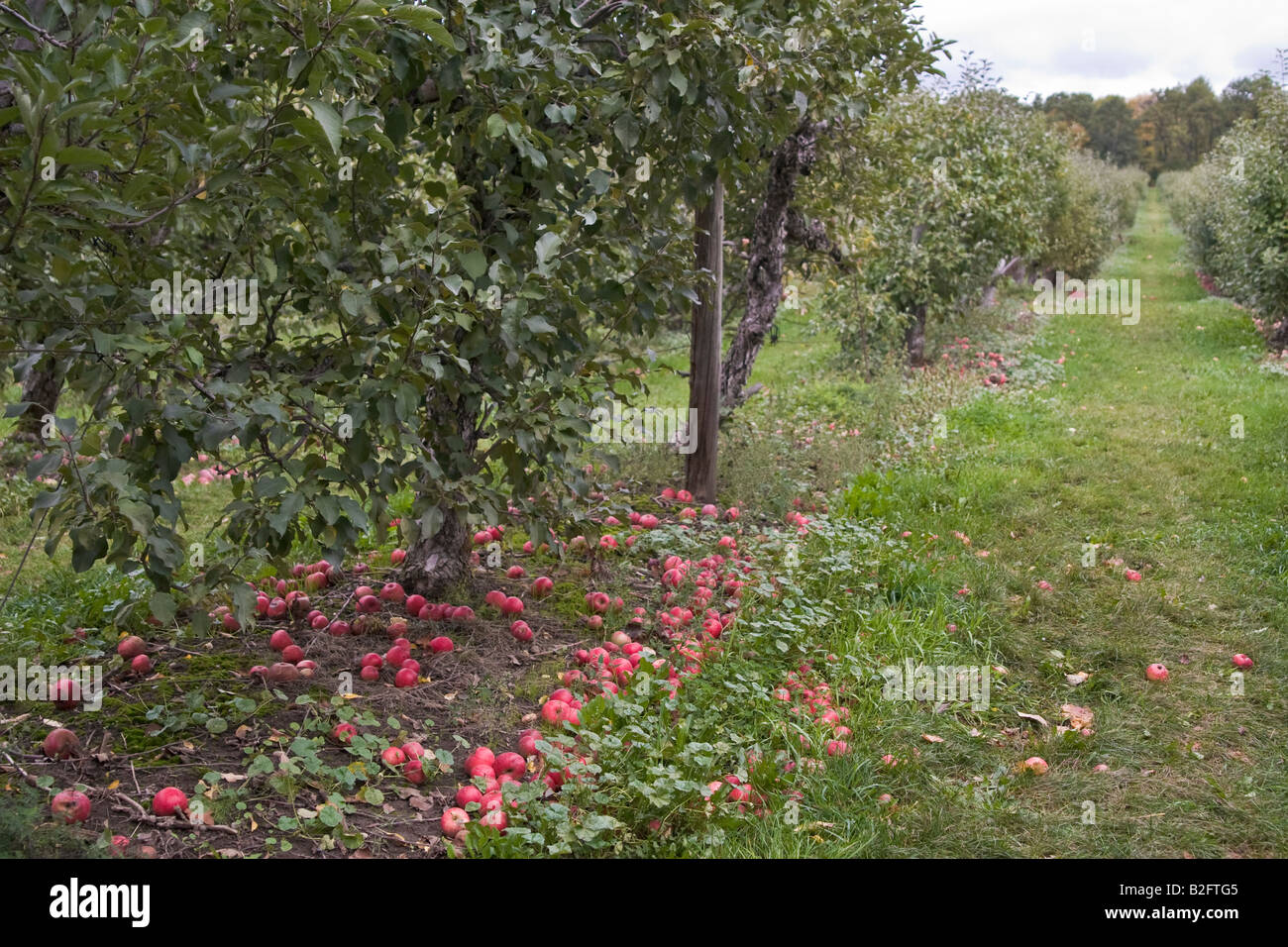 Ripe red apples on the ground, Canadian orchard Stock Photo - Alamy