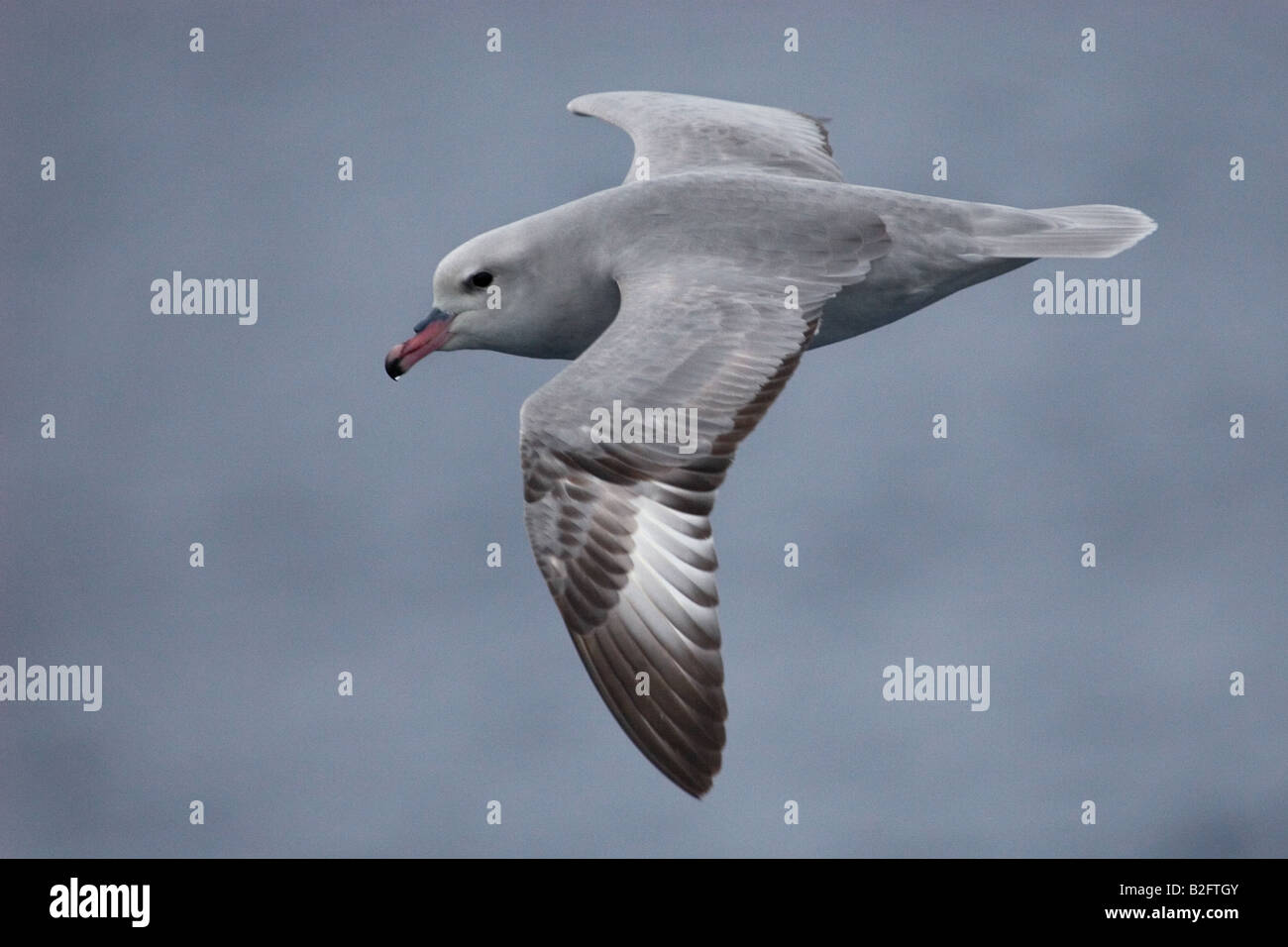 Southern Fulmar, also known as silver grey fulmar Fulmarus glacialoides ...