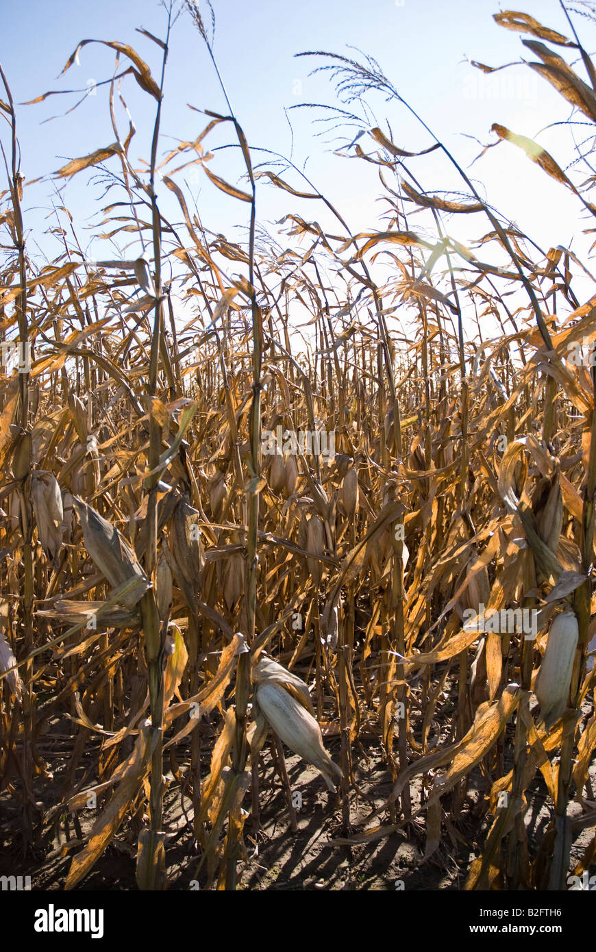 Dekalb corn hi-res stock photography and images - Alamy