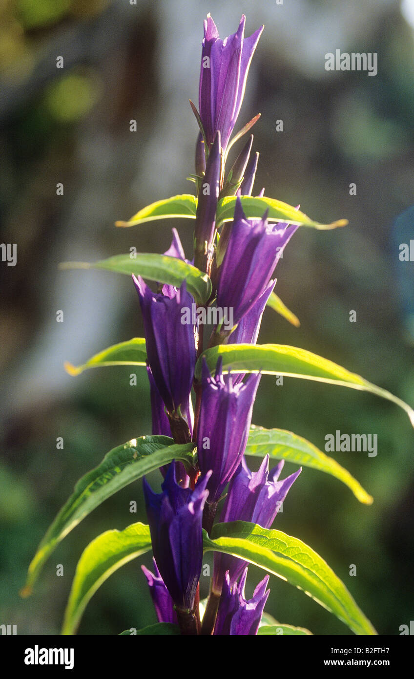 clustered bellflower / Campanula glomerata Stock Photo - Alamy