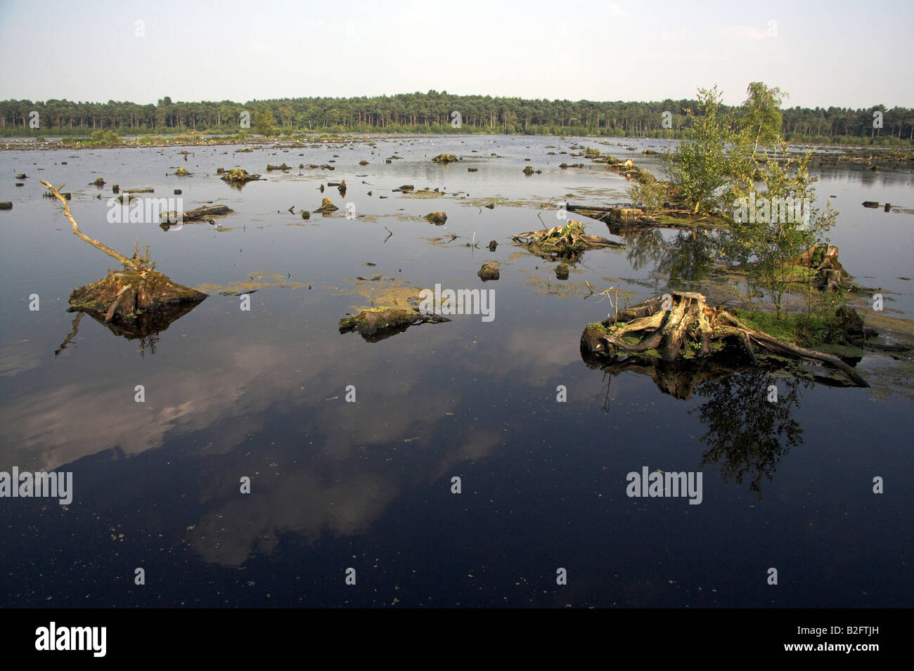 Linmere moss delamere forest hi-res stock photography and images - Alamy