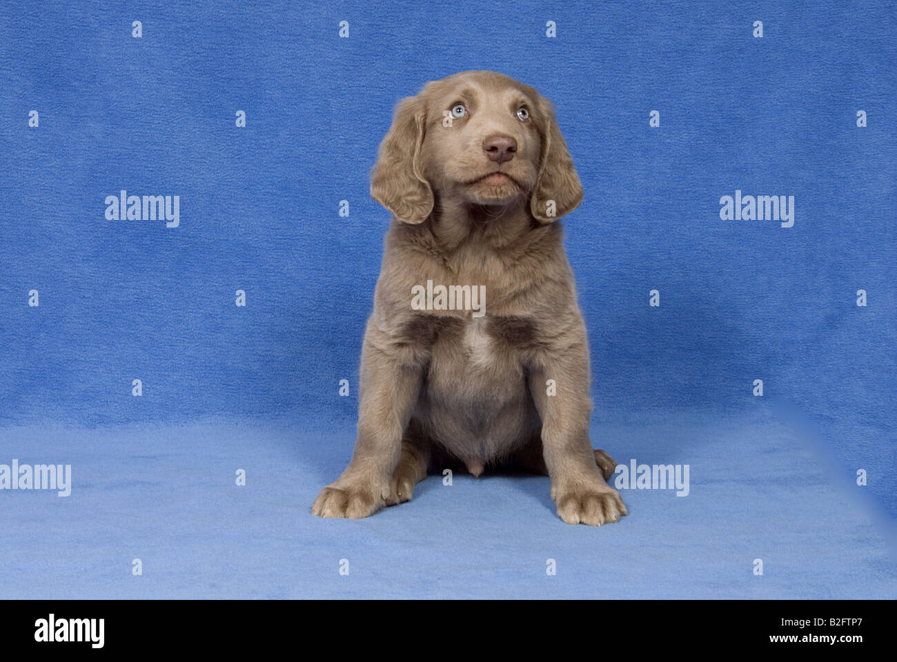 weimaraner puppy - sitting Stock Photo - Alamy