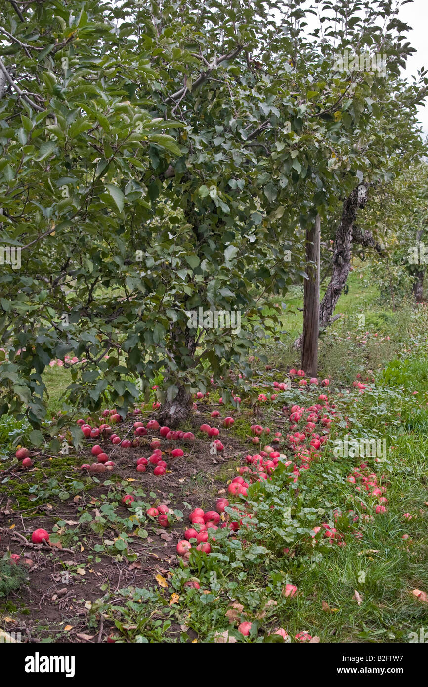 Ripe red apples on the ground, Canadian orchard Stock Photo - Alamy