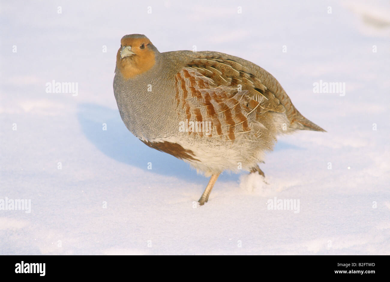 English partridge snow hi-res stock photography and images - Alamy