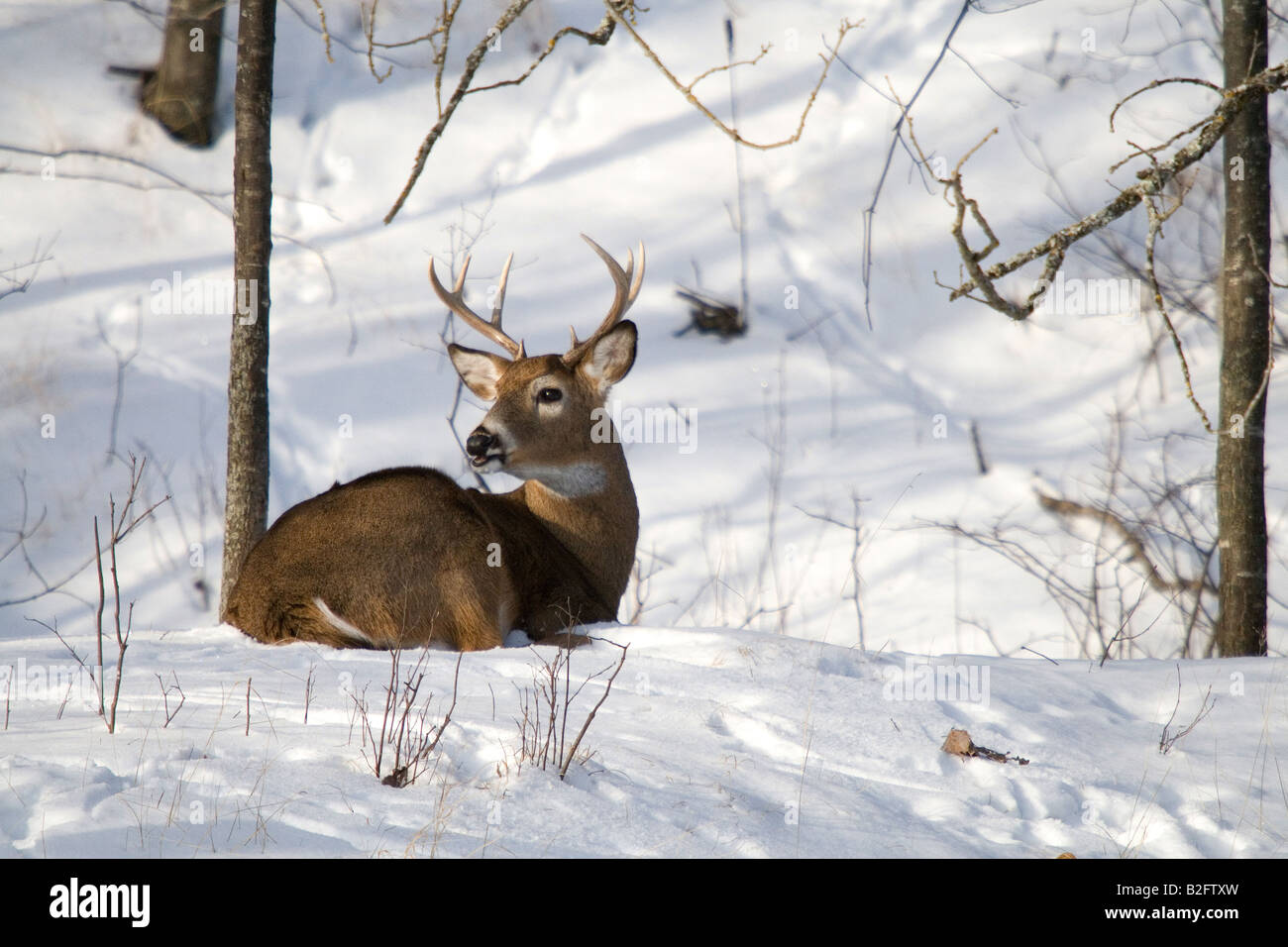White tailed deer bedded in the snow Stock Photo - Alamy