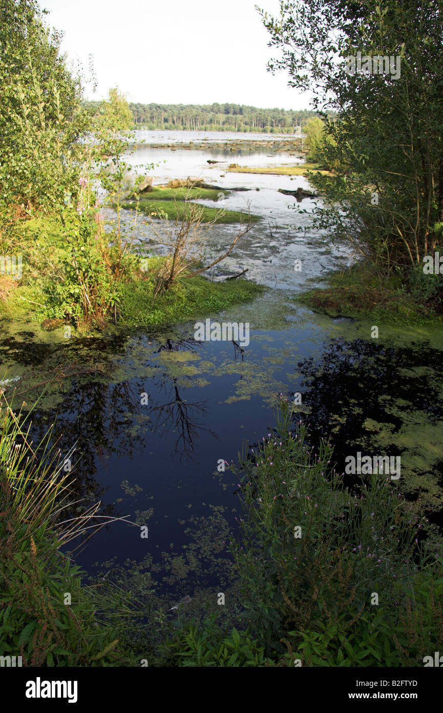 Delamere forest hi-res stock photography and images - Alamy