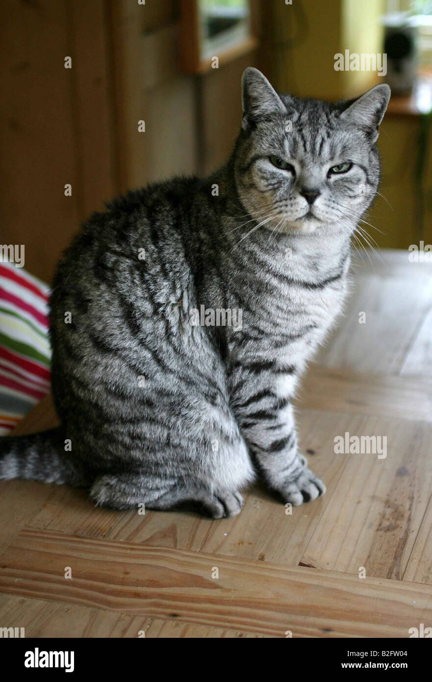 British shorthair hi-res stock photography and images - Alamy